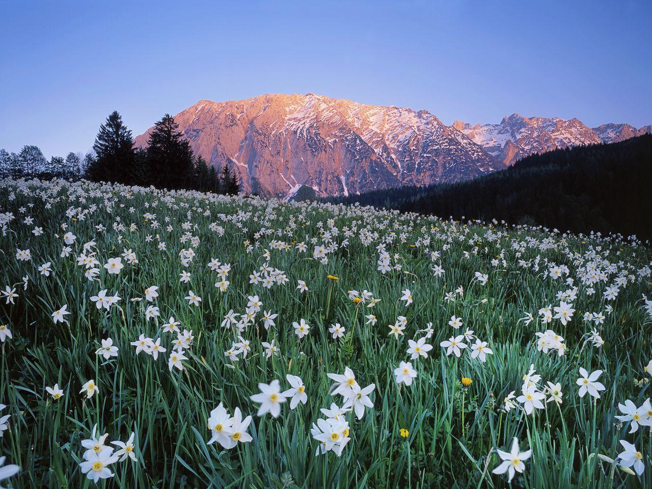 Austria Spring Wallpapers - Top Free Austria Spring Backgrounds ...