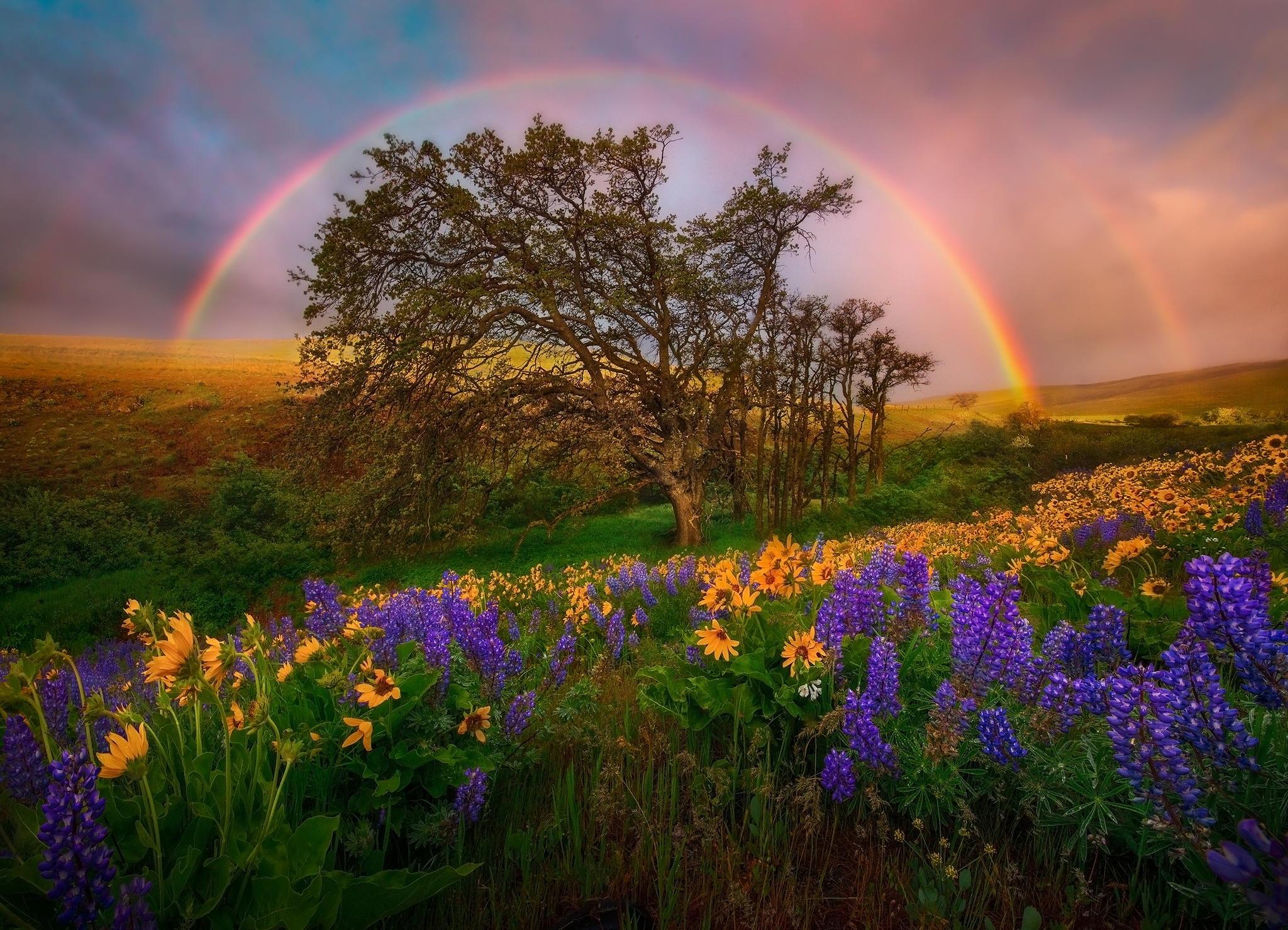Double Rainbow Wallpapers - Top Free Double Rainbow Backgrounds - WallpaperAccess
