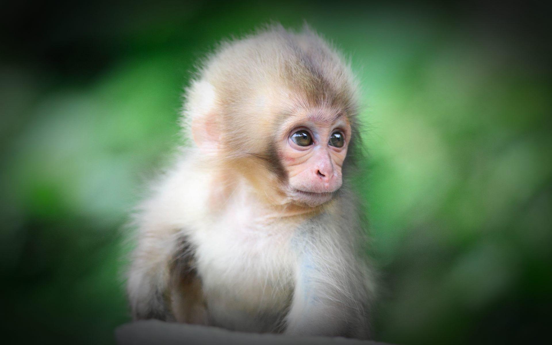 Monkey HD Wallpapers - Top Free Monkey HD Backgrounds - WallpaperAccess