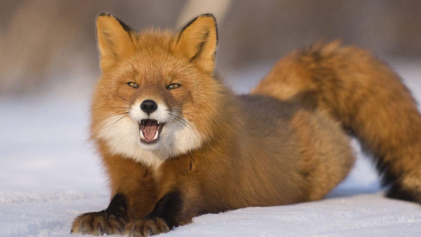 Funny Fox Wallpapers - Top Free Funny Fox Backgrounds - WallpaperAccess