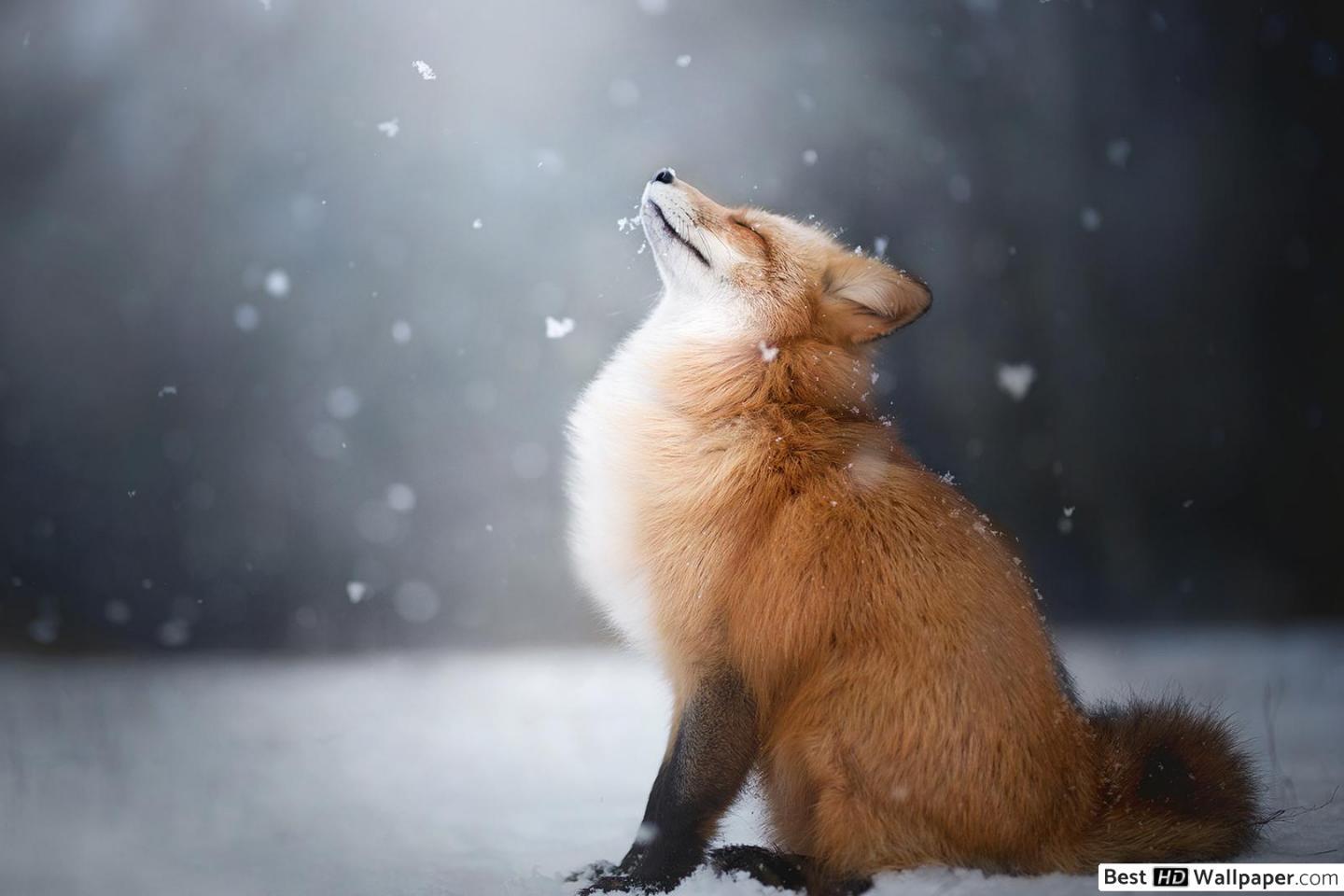 Cute Snow Fox Wallpapers - Top Free Cute Snow Fox Backgrounds ...