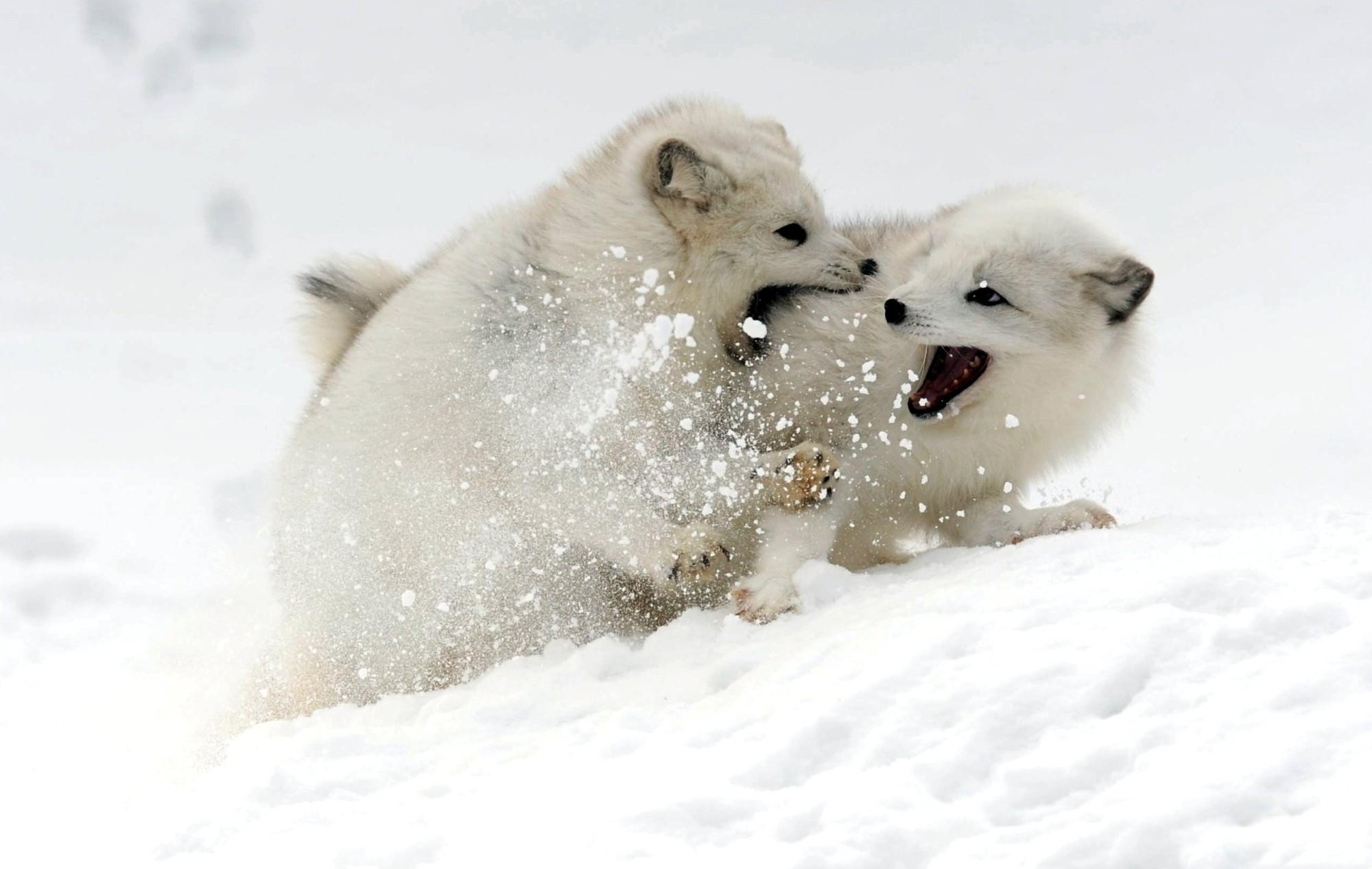 Cute Snow Fox Wallpapers - Top Free Cute Snow Fox Backgrounds ...