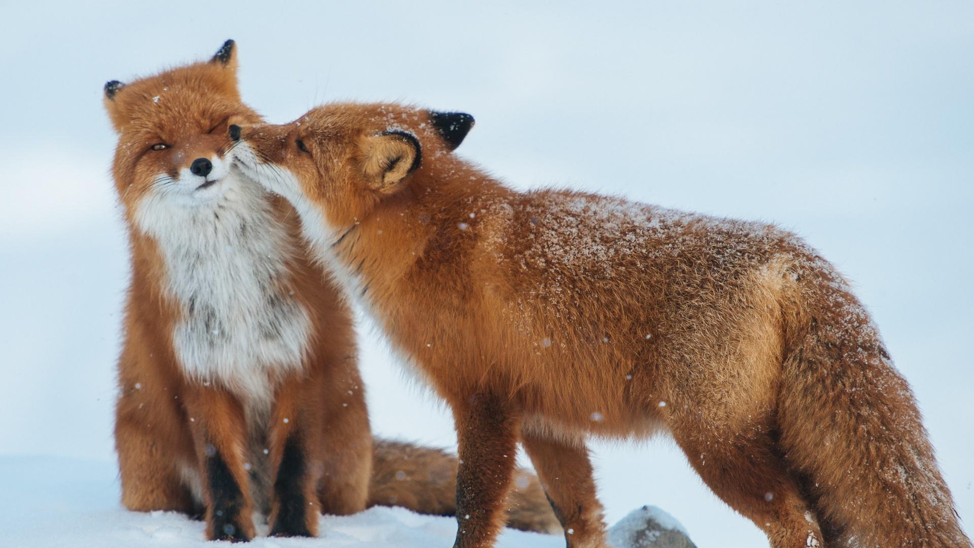 Cute Snow Fox Wallpapers - Top Free Cute Snow Fox Backgrounds ...