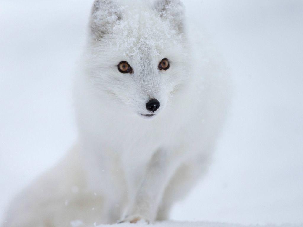 Cute Snow Fox Wallpapers - Top Free Cute Snow Fox Backgrounds ...