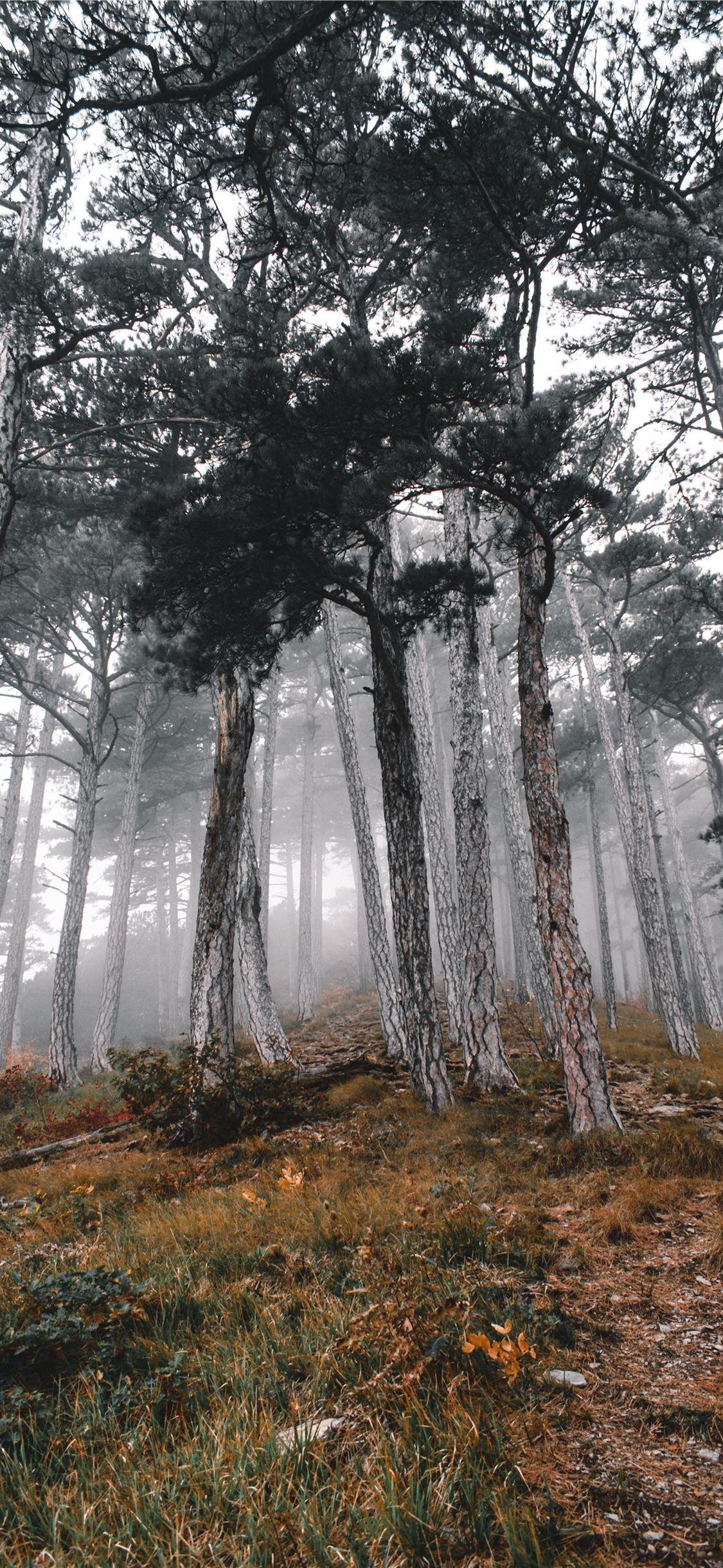 Tall Trees Wallpapers - Top Free Tall Trees Backgrounds - WallpaperAccess