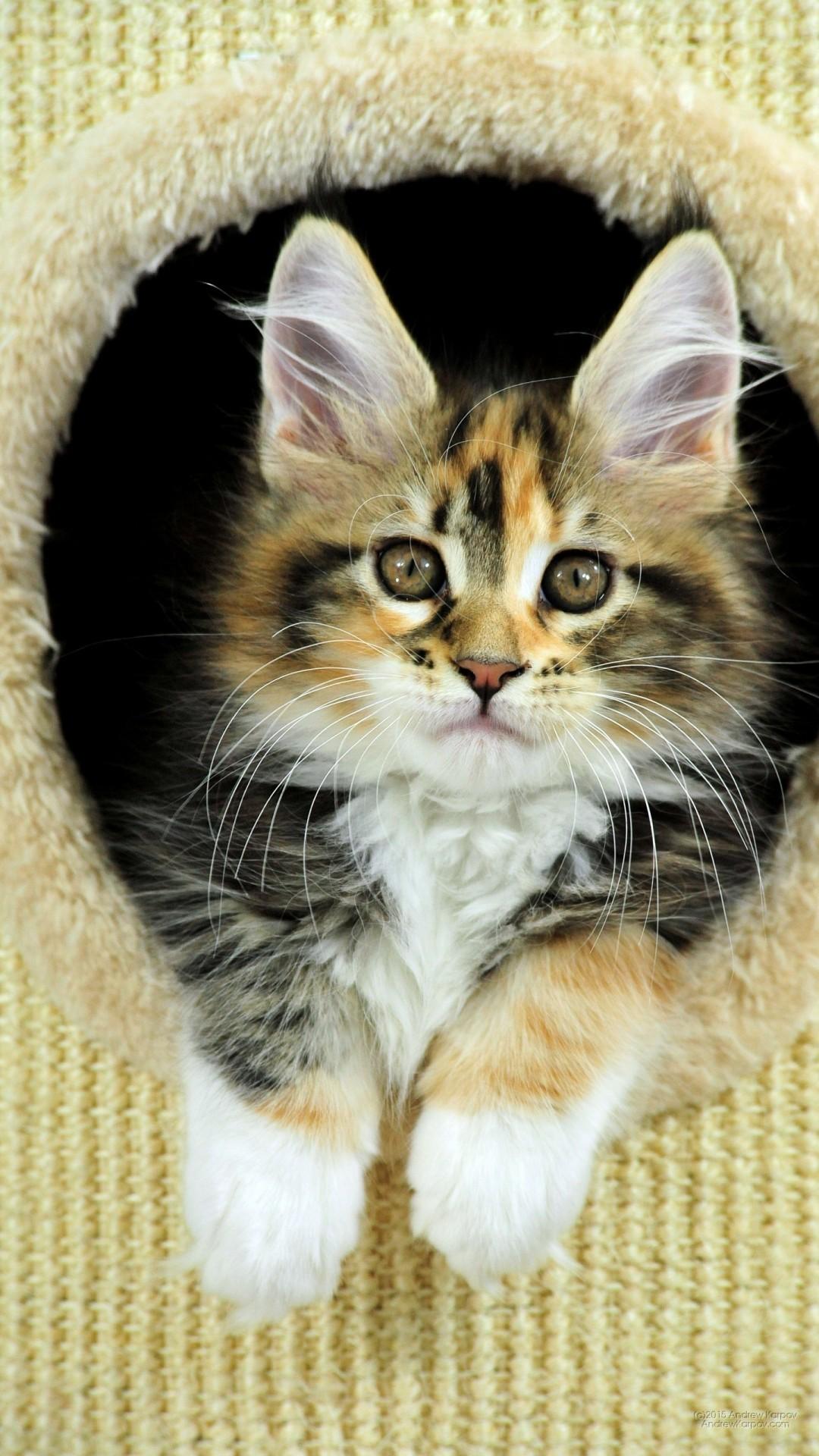 Cute Fluffy Wallpapers - Top Free Cute Fluffy Backgrounds - WallpaperAccess