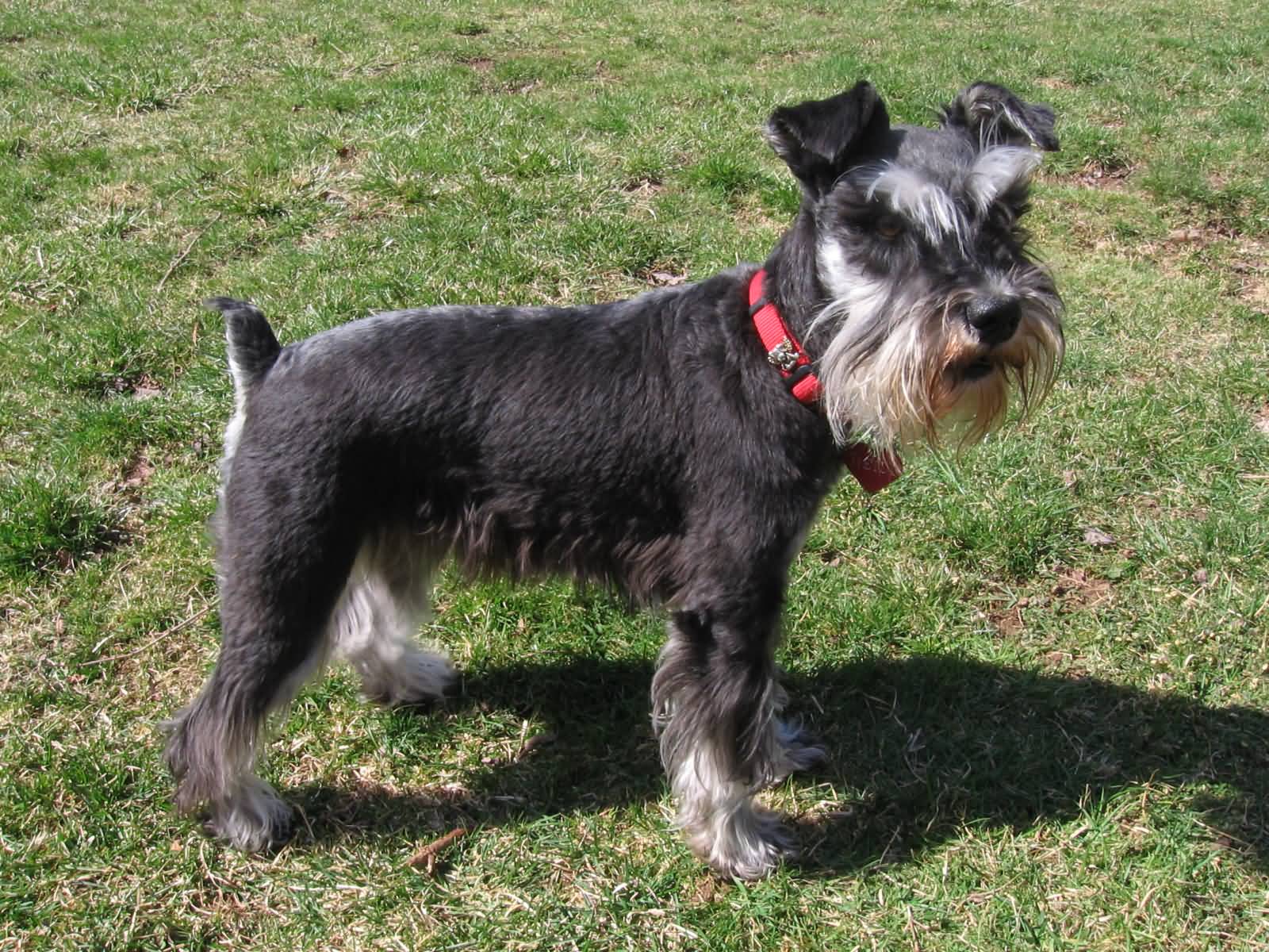 Miniature Schnauzer Wallpapers - Top Free Miniature Schnauzer ...