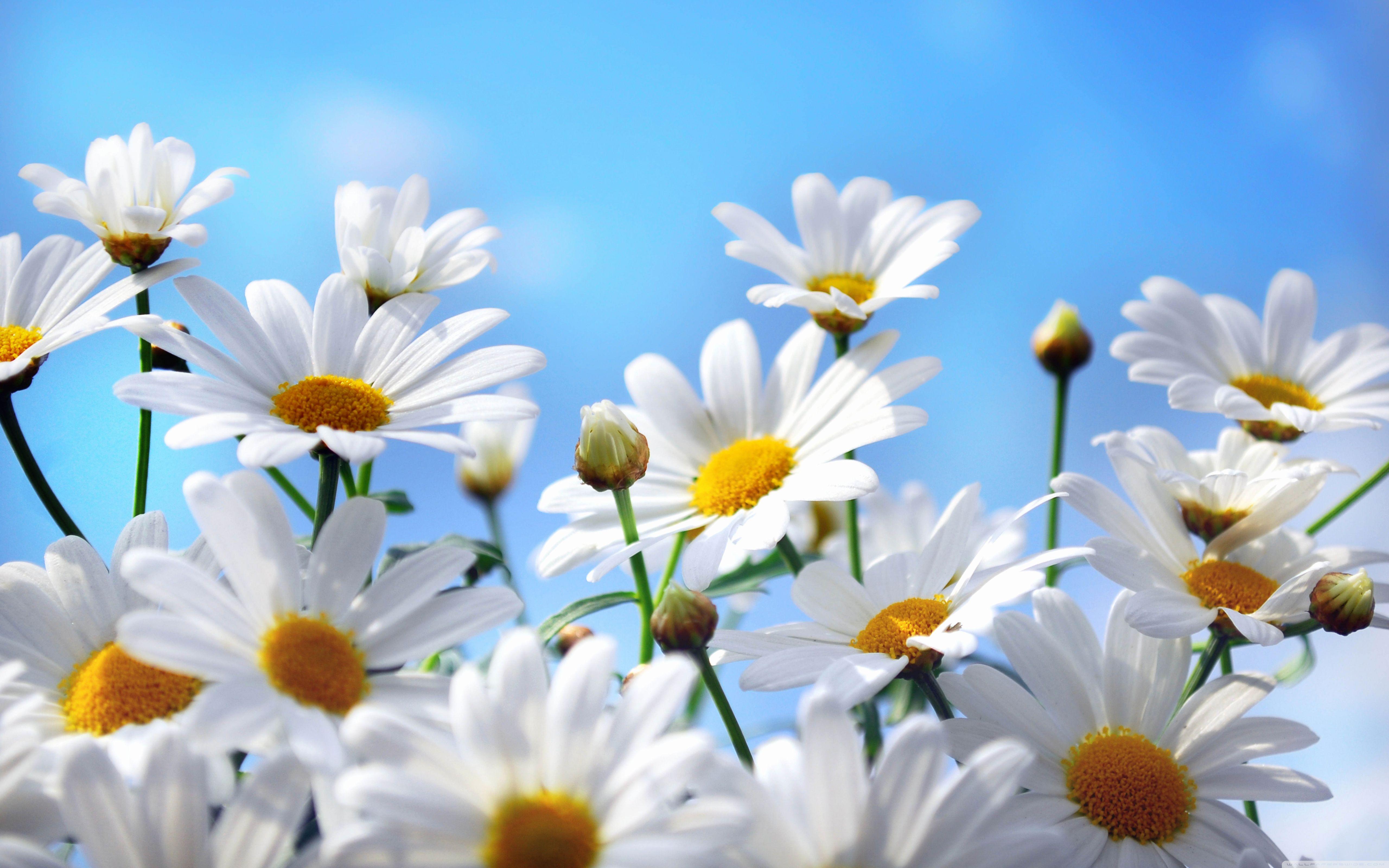 Blue Daisy Wallpapers - Top Free Blue Daisy Backgrounds - WallpaperAccess