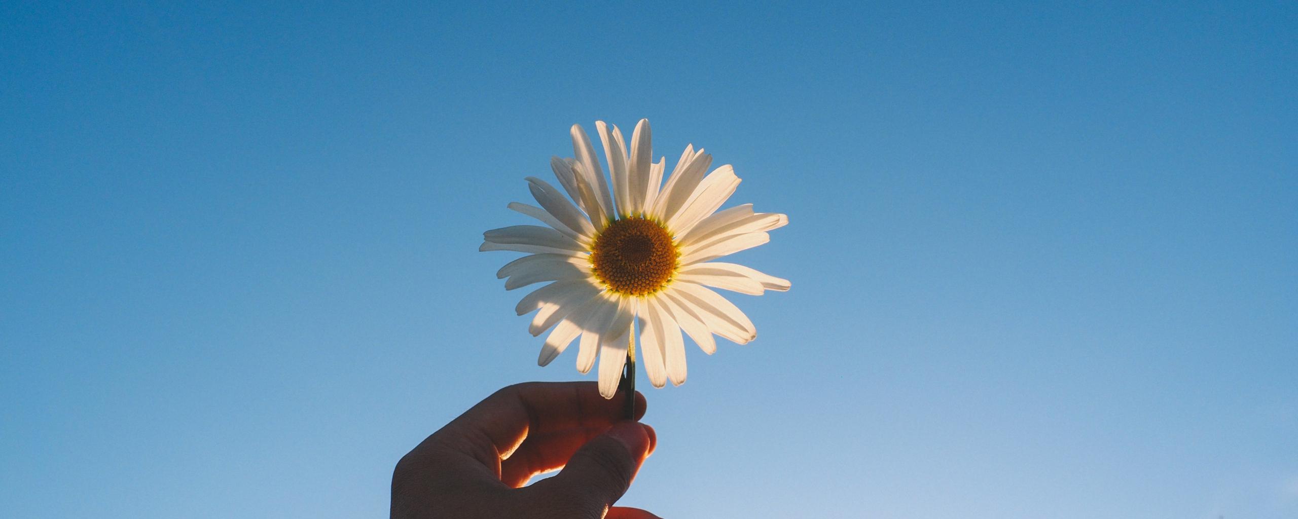 Blue Daisy Wallpapers - Top Free Blue Daisy Backgrounds - WallpaperAccess