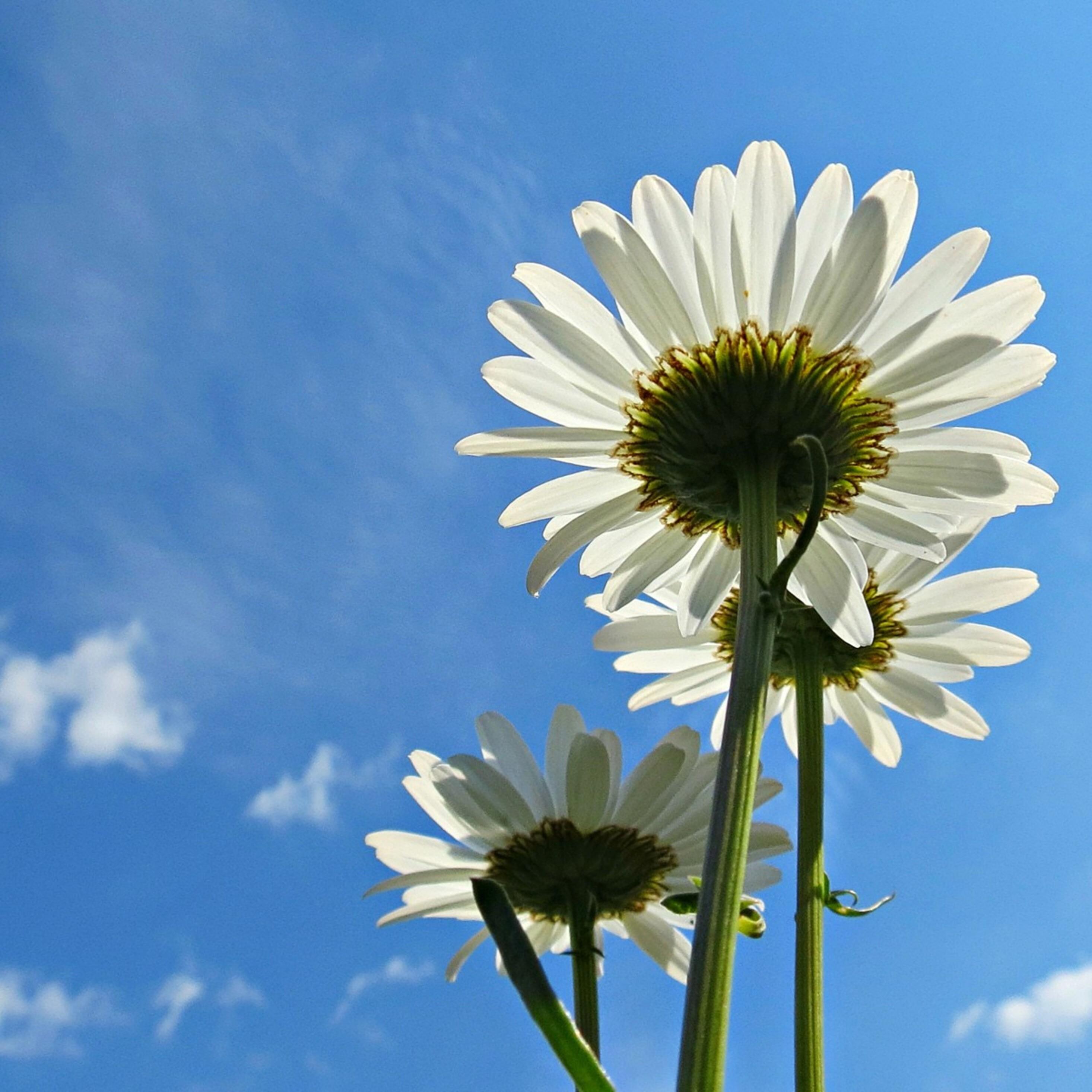 Blue Daisy Wallpapers - Top Free Blue Daisy Backgrounds - WallpaperAccess