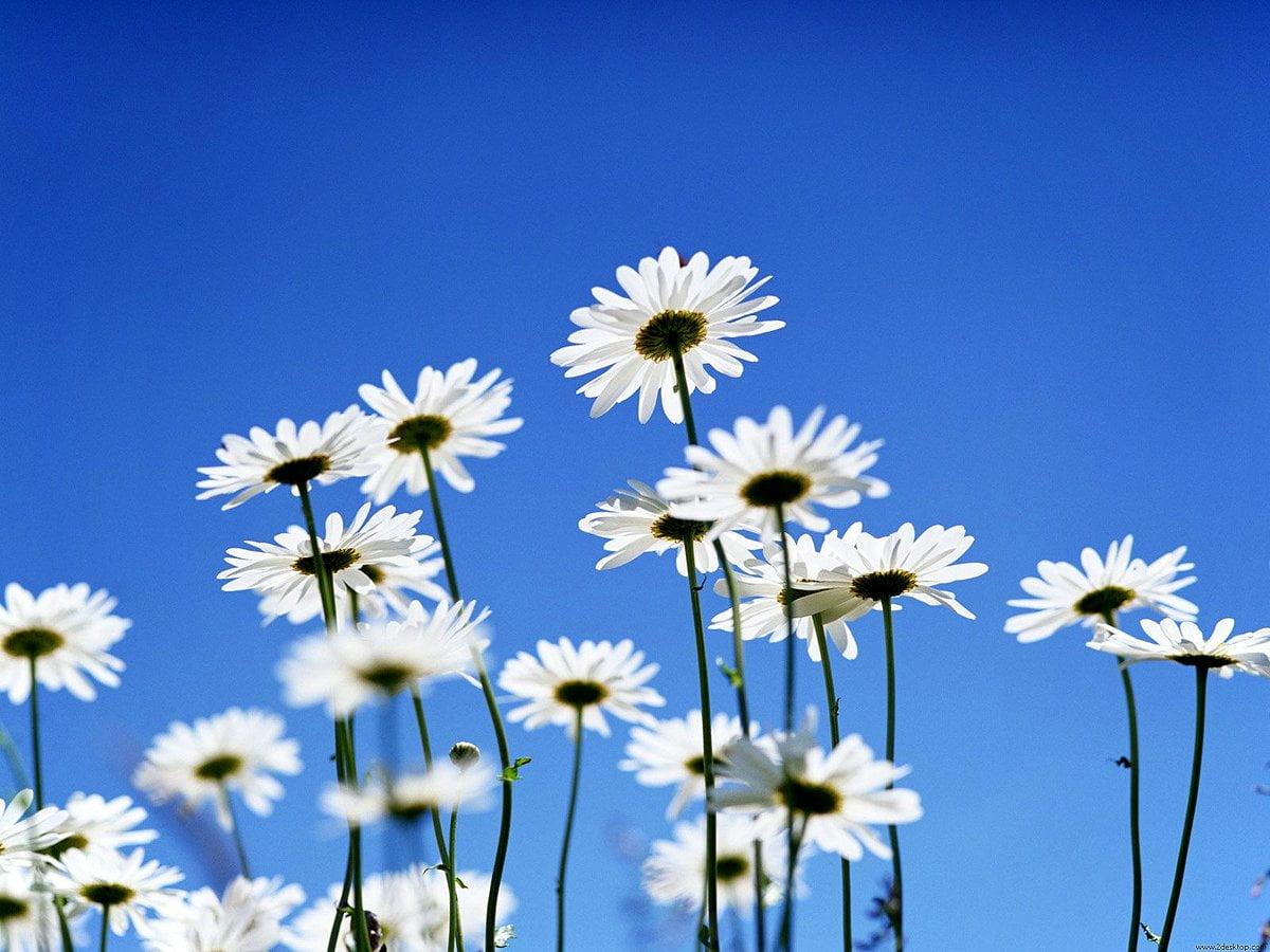 Blue Daisy Wallpapers - Top Free Blue Daisy Backgrounds - WallpaperAccess