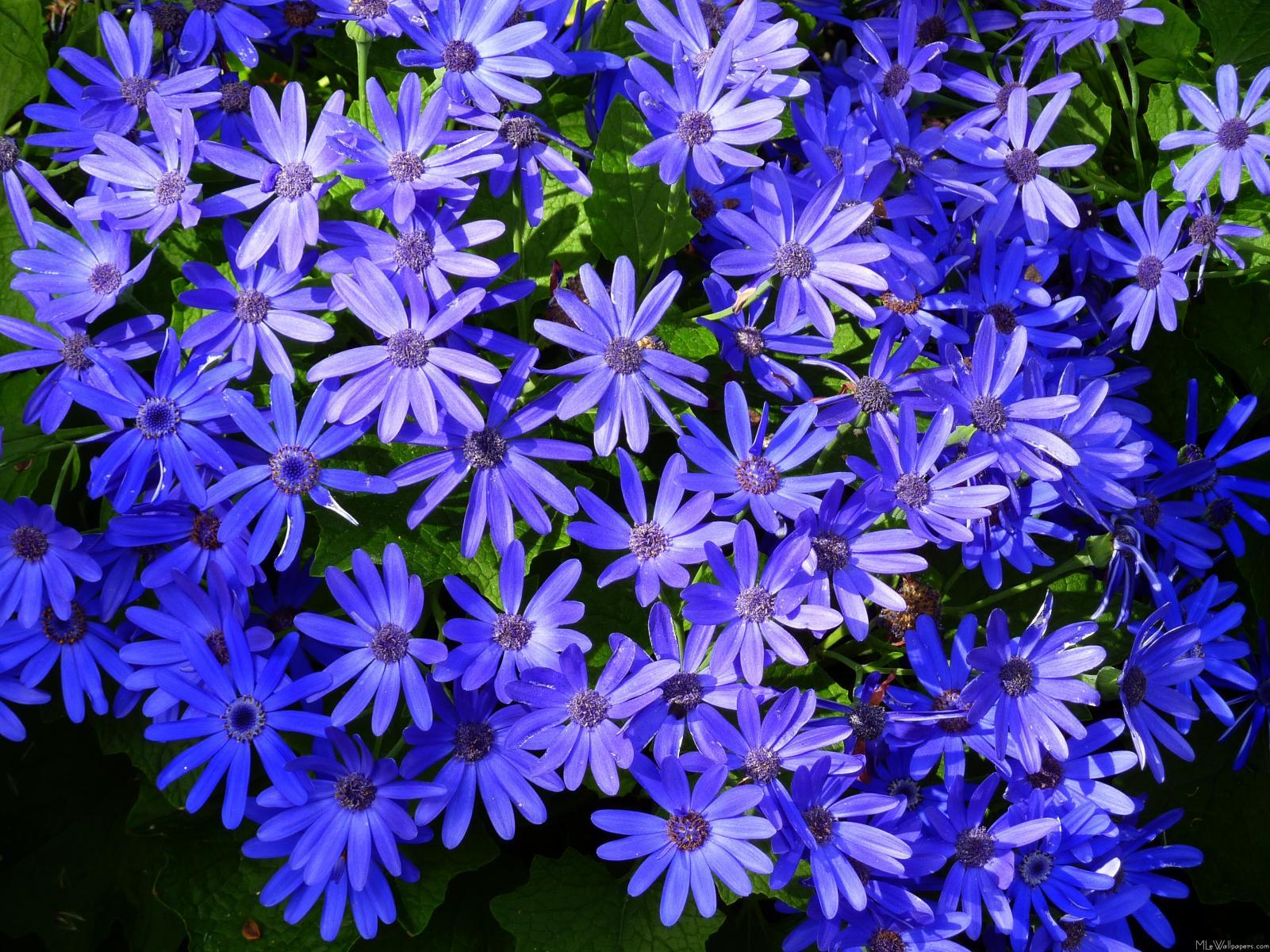 Blue Daisy Wallpapers - Top Free Blue Daisy Backgrounds - WallpaperAccess
