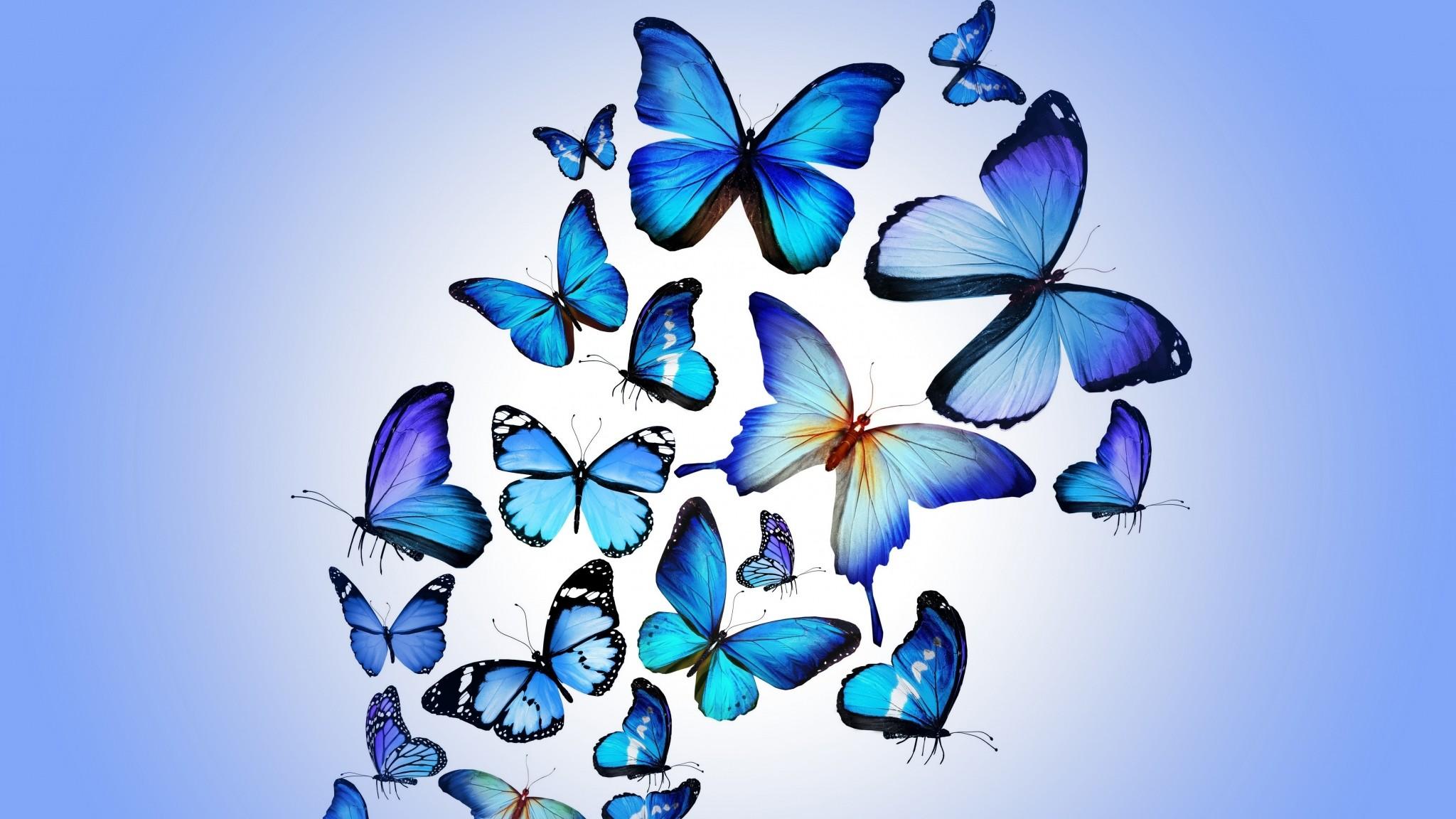 Cute Cartoon Butterfly Wallpapers - Top Free Cute Cartoon Butterfly ...