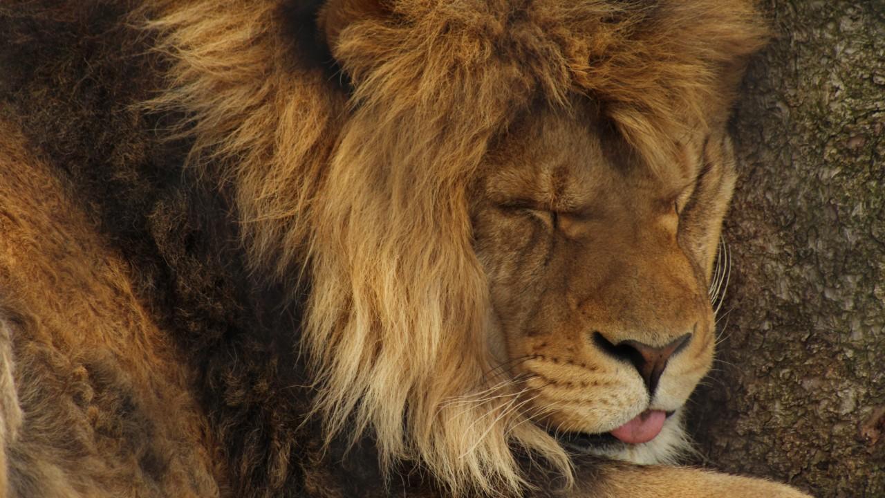 Sad Lion Wallpapers - Top Free Sad Lion Backgrounds - WallpaperAccess