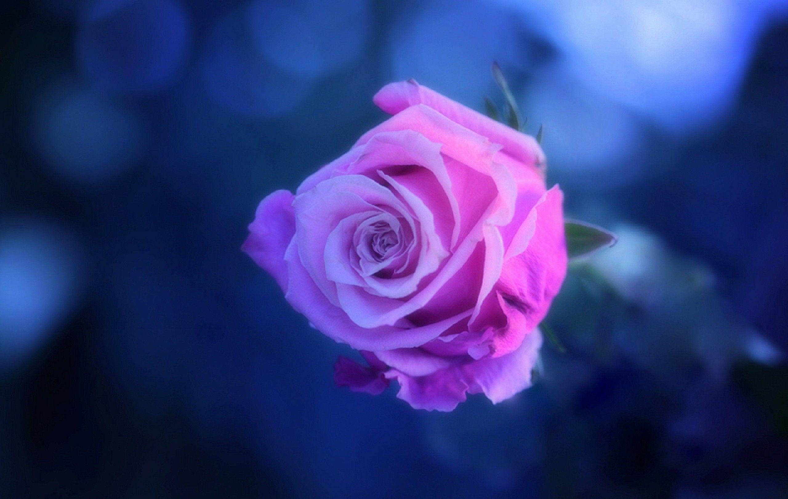 Cool Rose Wallpapers - Top Free Cool Rose Backgrounds - WallpaperAccess