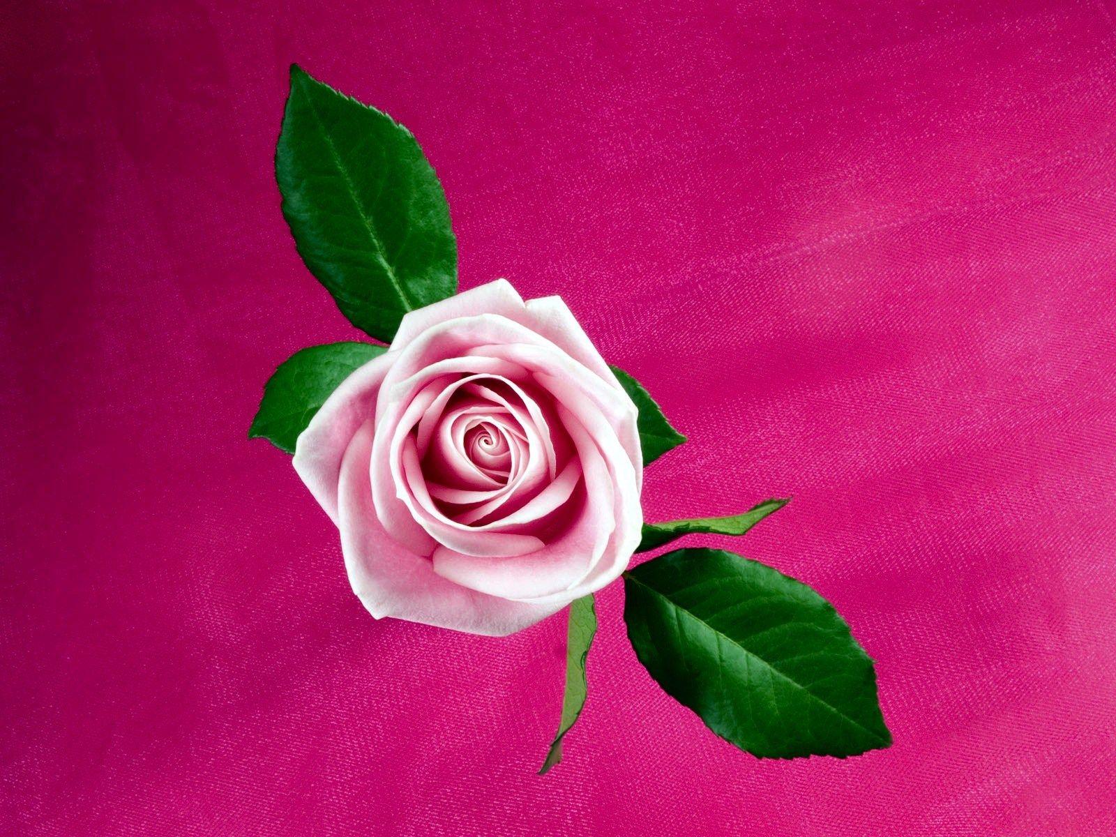 Cool Rose Wallpapers - Top Free Cool Rose Backgrounds - WallpaperAccess