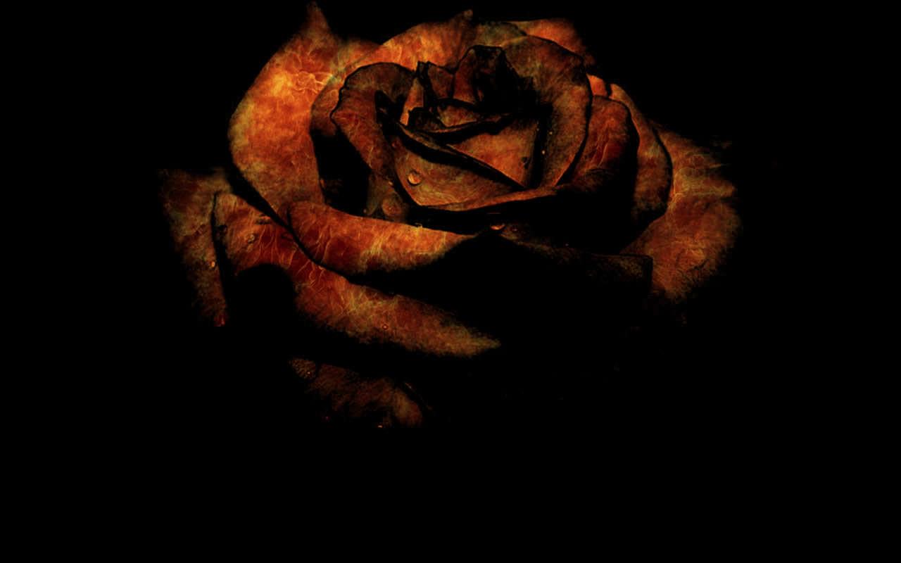 Cool Rose Wallpapers - Top Free Cool Rose Backgrounds - WallpaperAccess
