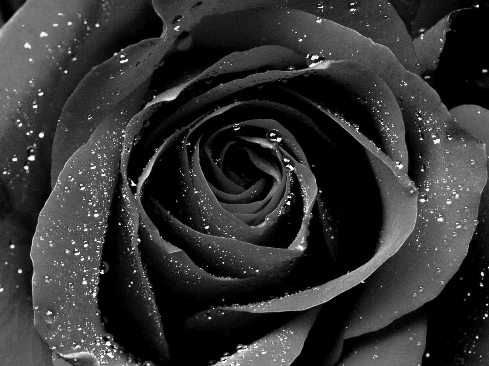 Cool Rose Wallpapers - Top Free Cool Rose Backgrounds - WallpaperAccess