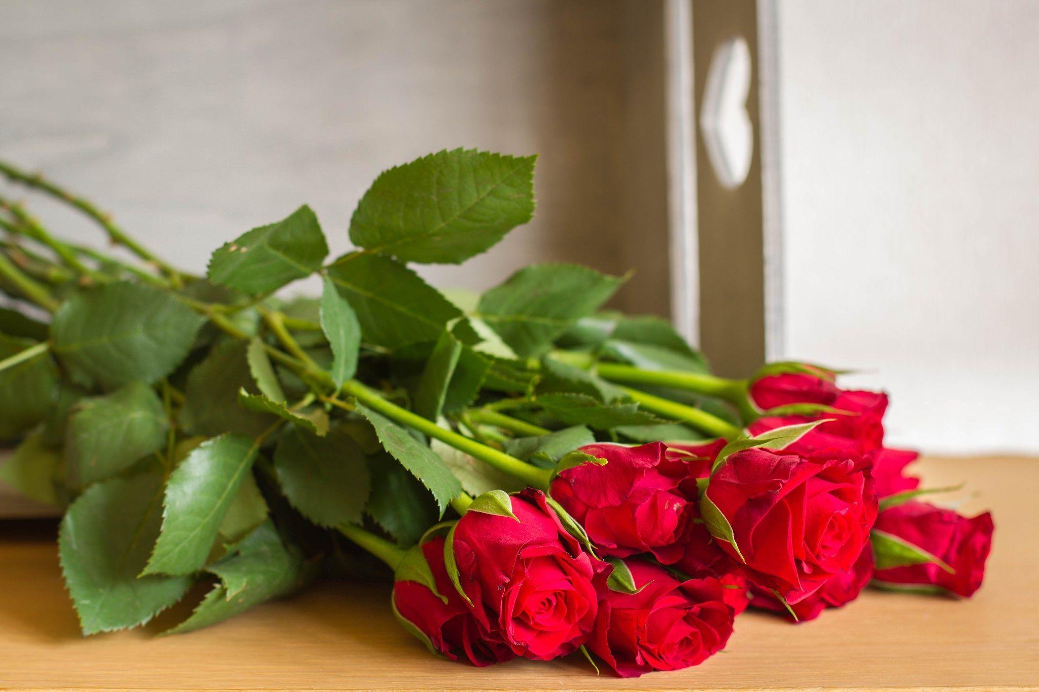 Cool Rose Wallpapers - Top Free Cool Rose Backgrounds - WallpaperAccess