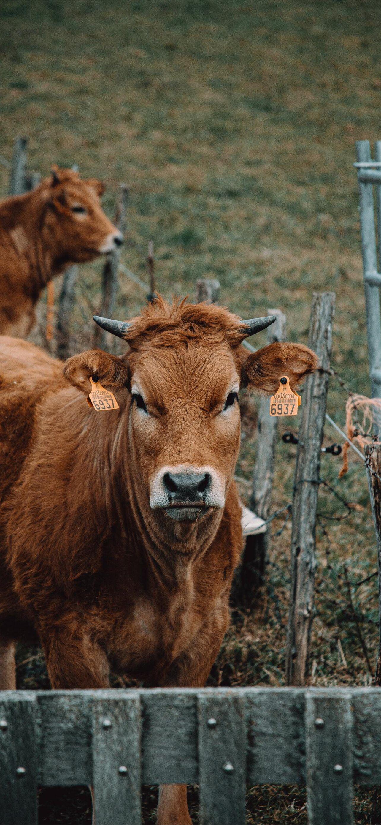 Cow iPhone Wallpapers - Top Free Cow iPhone Backgrounds - WallpaperAccess