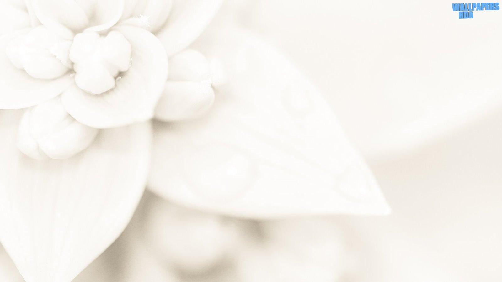 1600X900 White Wallpapers - Top Free 1600X900 White Backgrounds ...