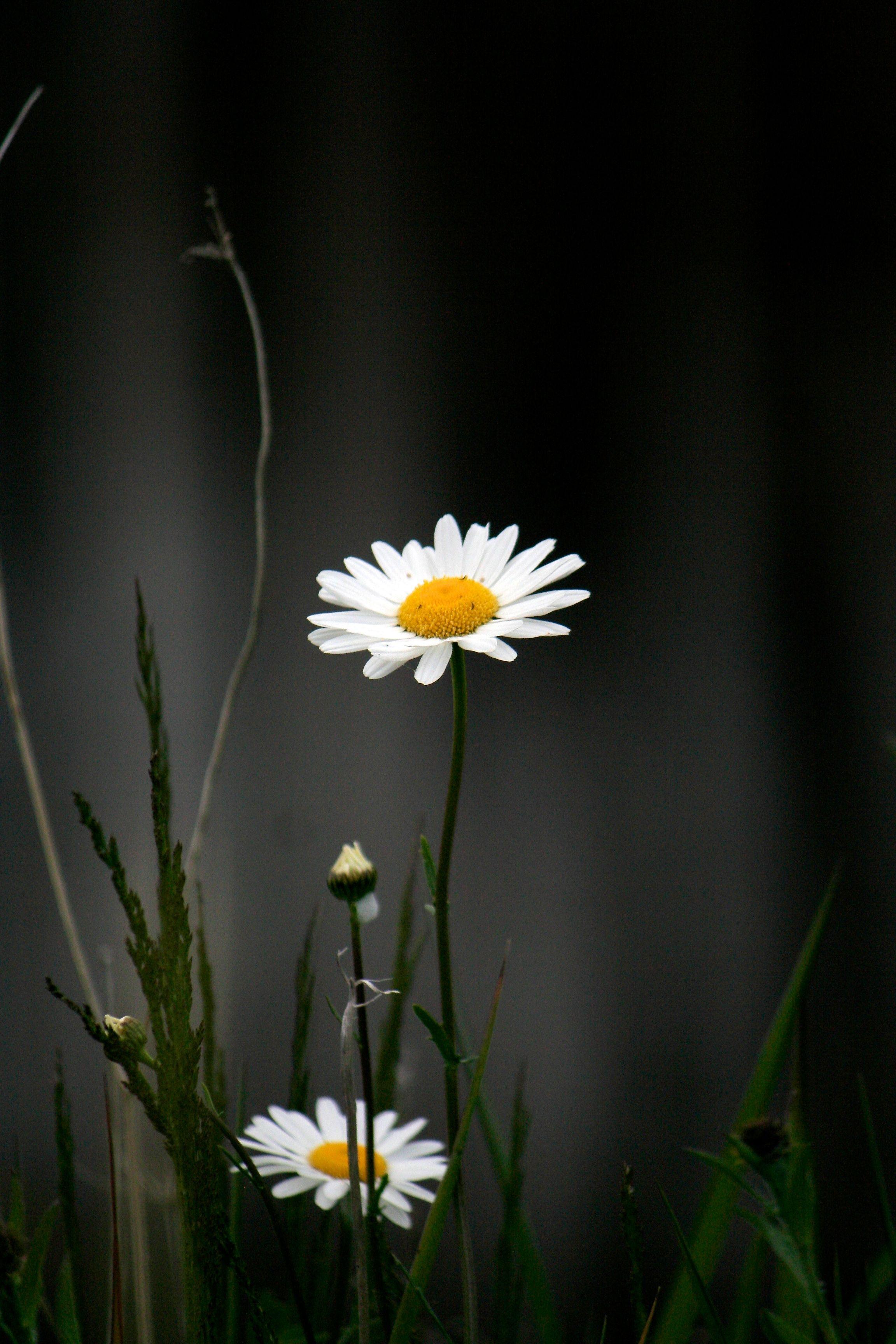 Black Daisy Flower Wallpapers - Top Free Black Daisy Flower Backgrounds ...
