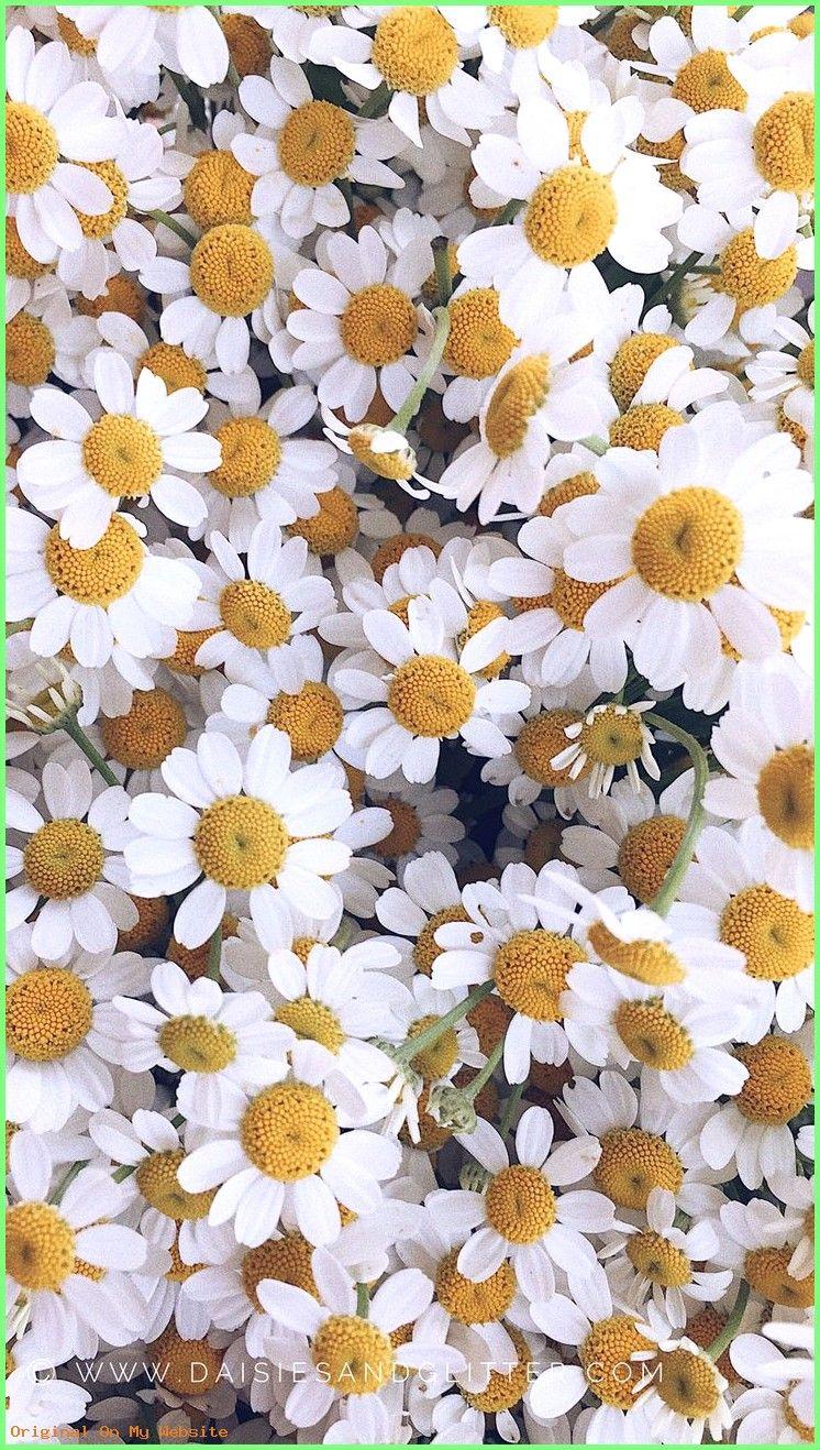 Rustic Daisy Wallpapers - Top Free Rustic Daisy Backgrounds ...