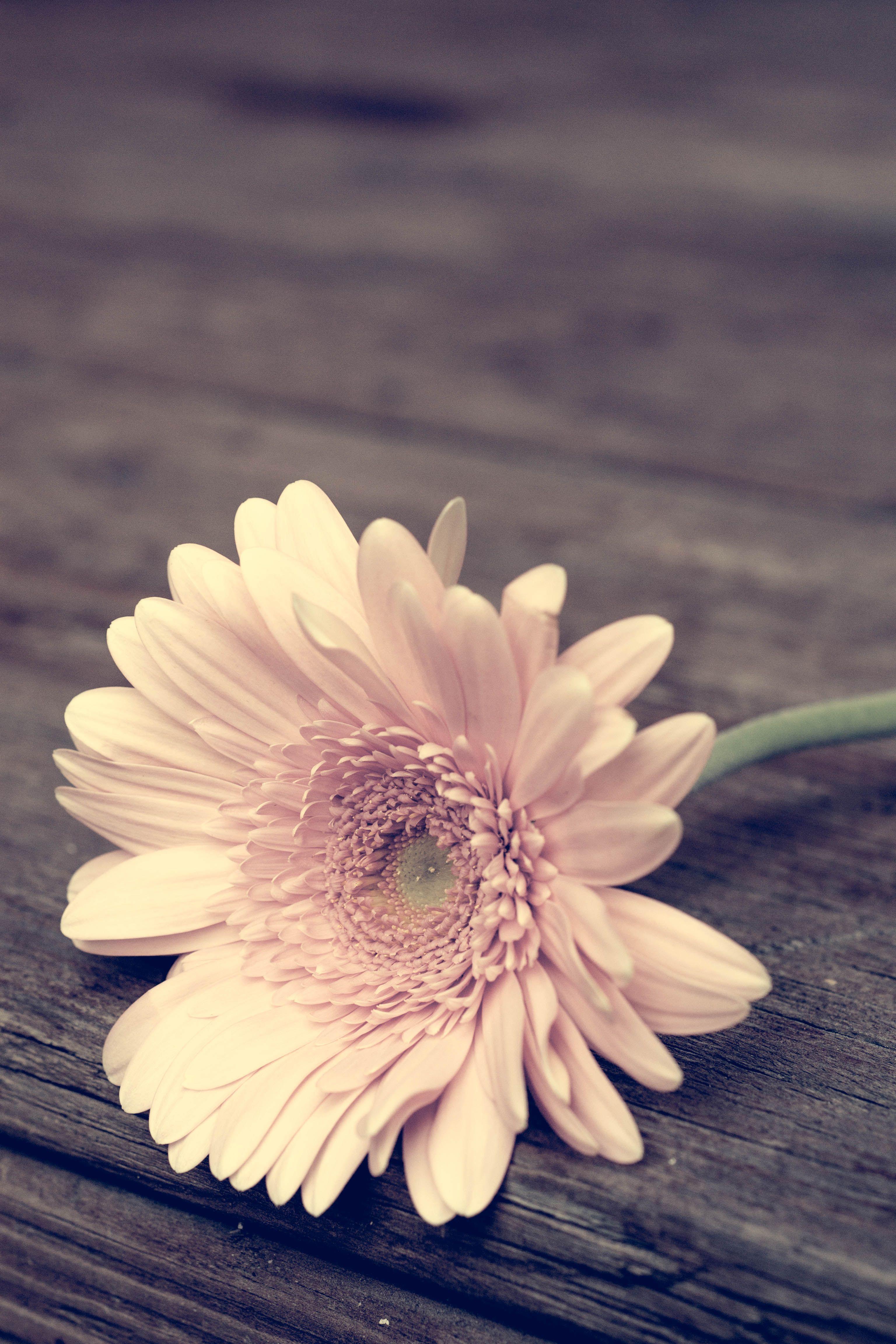 Rustic Daisy Wallpapers - Top Free Rustic Daisy Backgrounds ...