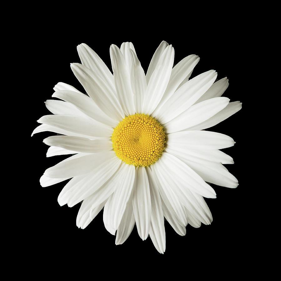 Rustic Daisy Wallpapers - Top Free Rustic Daisy Backgrounds ...