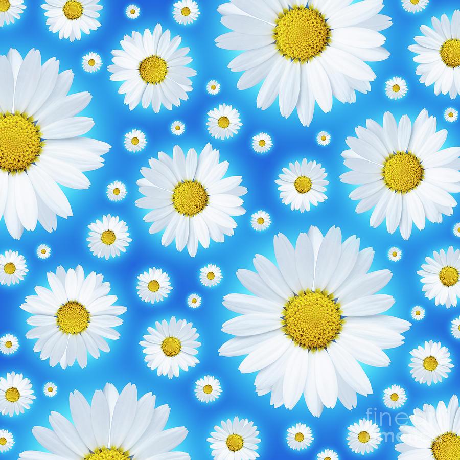 Rustic Daisy Wallpapers - Top Free Rustic Daisy Backgrounds ...