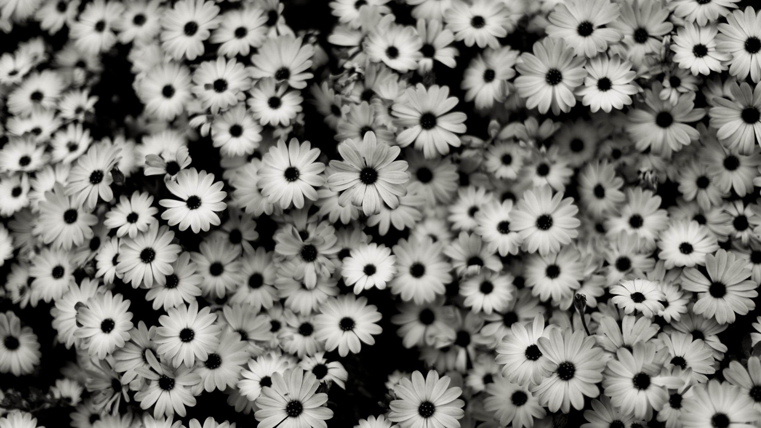 Black Daisy Flower Wallpapers - Top Free Black Daisy Flower Backgrounds ...