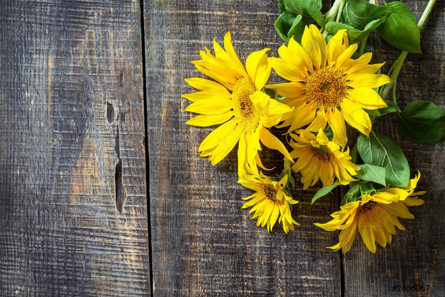 Rustic Daisy Wallpapers - Top Free Rustic Daisy Backgrounds ...