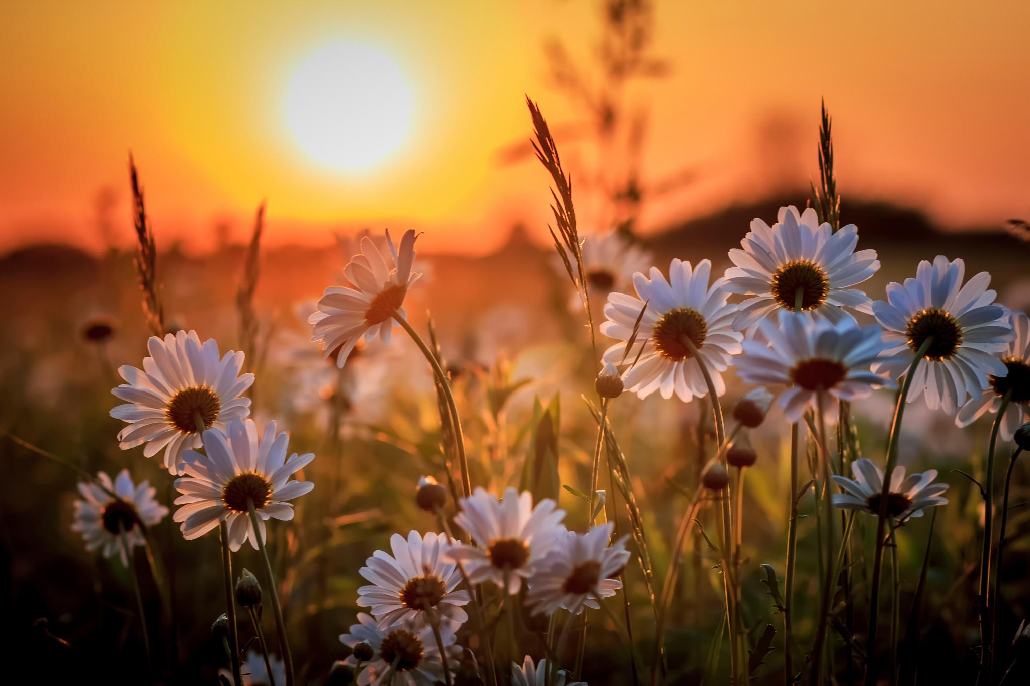 Rustic Daisy Wallpapers - Top Free Rustic Daisy Backgrounds ...