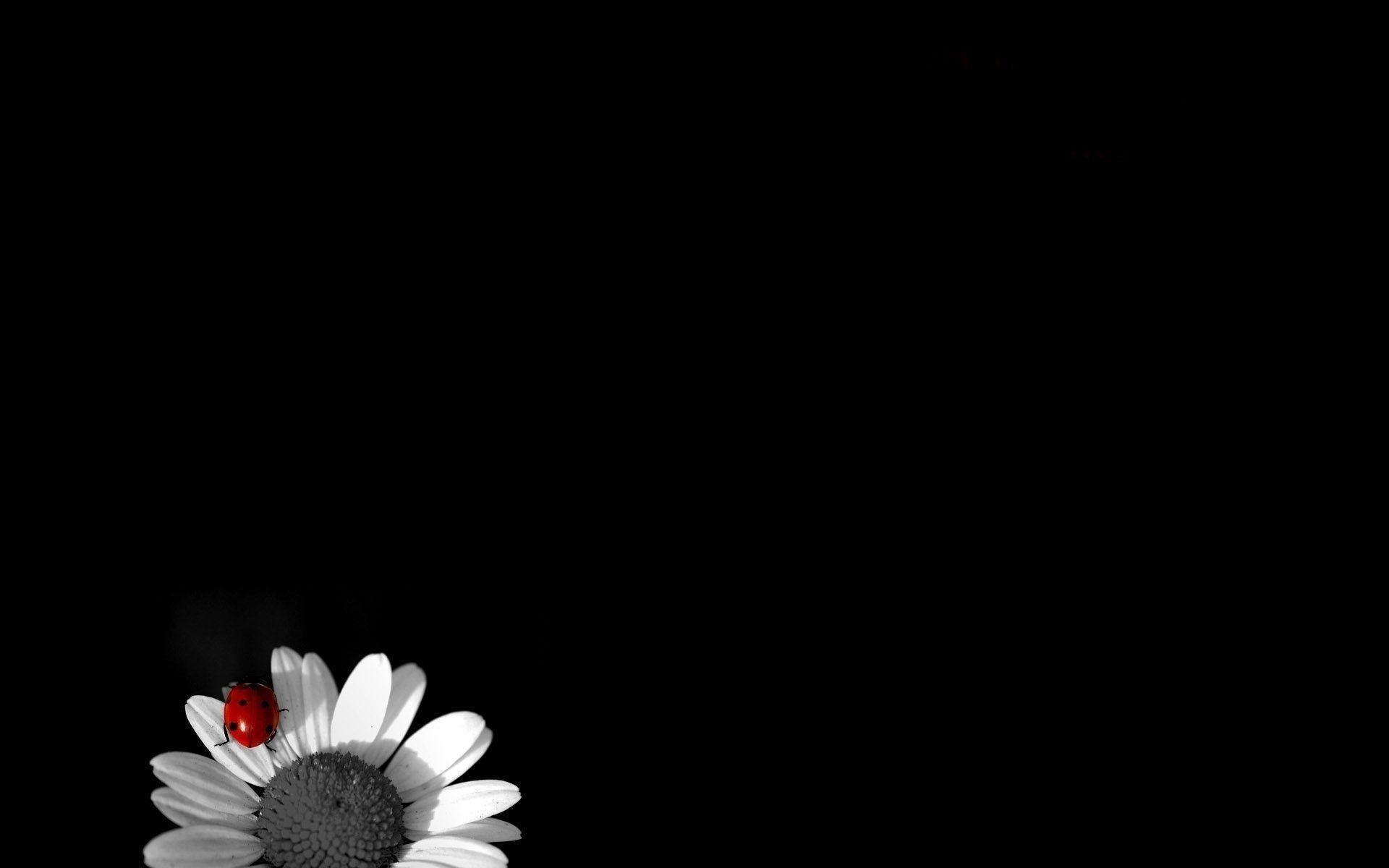 Black Daisy Flower Wallpapers - Top Free Black Daisy Flower Backgrounds ...