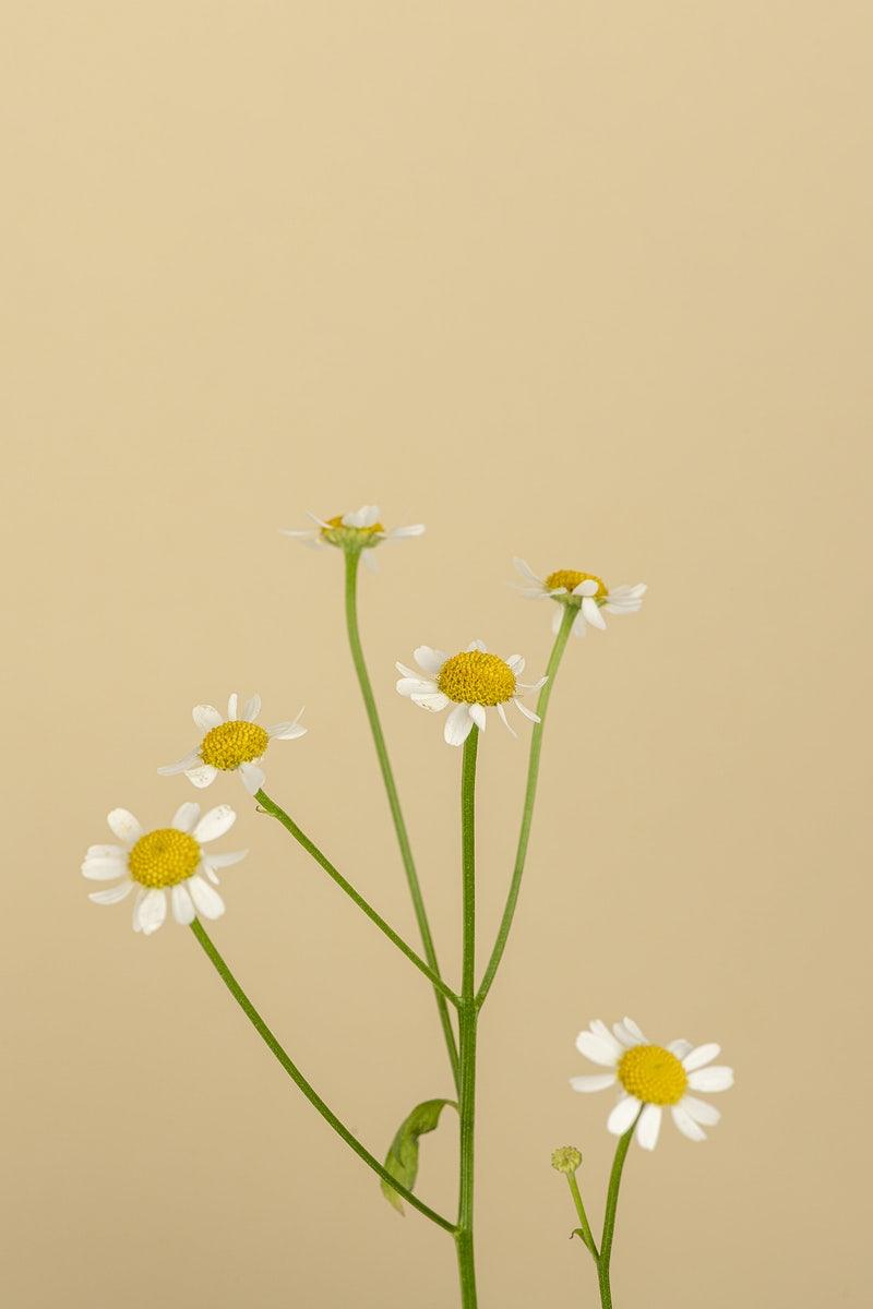 Rustic Daisy Wallpapers - Top Free Rustic Daisy Backgrounds ...