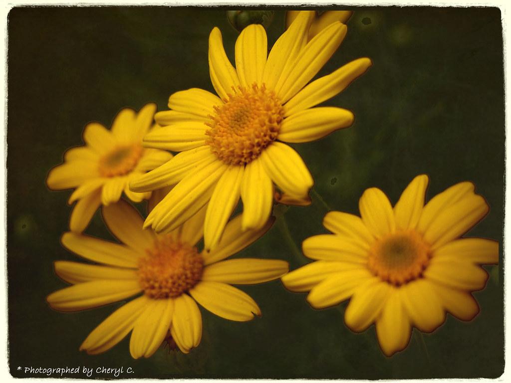 Rustic Daisy Wallpapers - Top Free Rustic Daisy Backgrounds ...