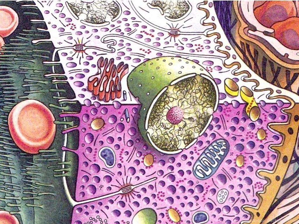 Biology Science Wallpapers - Top Free Biology Science Backgrounds ...