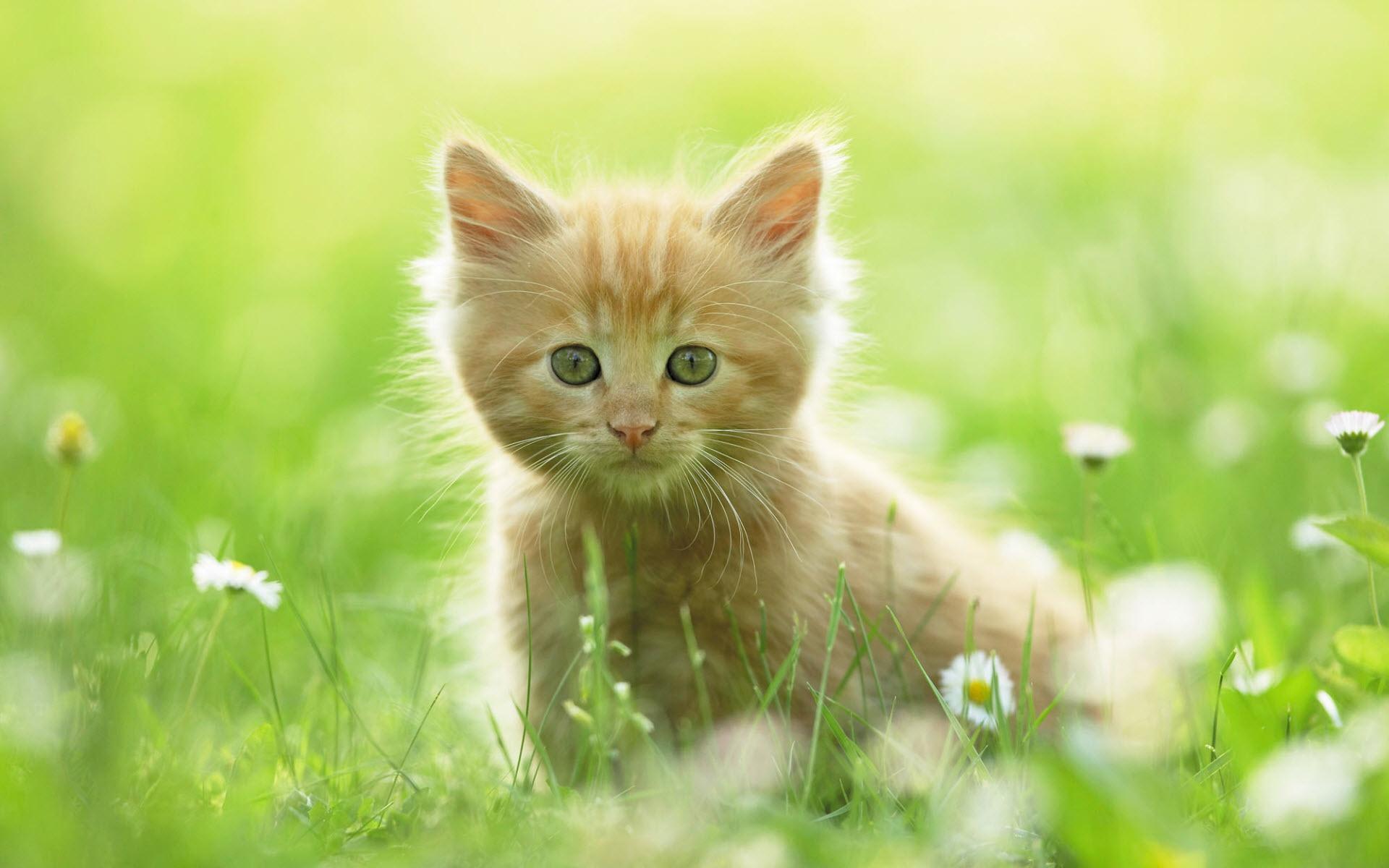 Cute Spring Cats Wallpapers - Top Free Cute Spring Cats Backgrounds ...