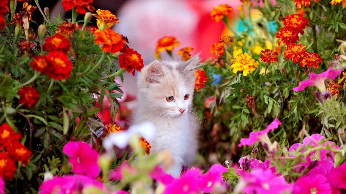 Cute Spring Cats Wallpapers - Top Free Cute Spring Cats Backgrounds ...