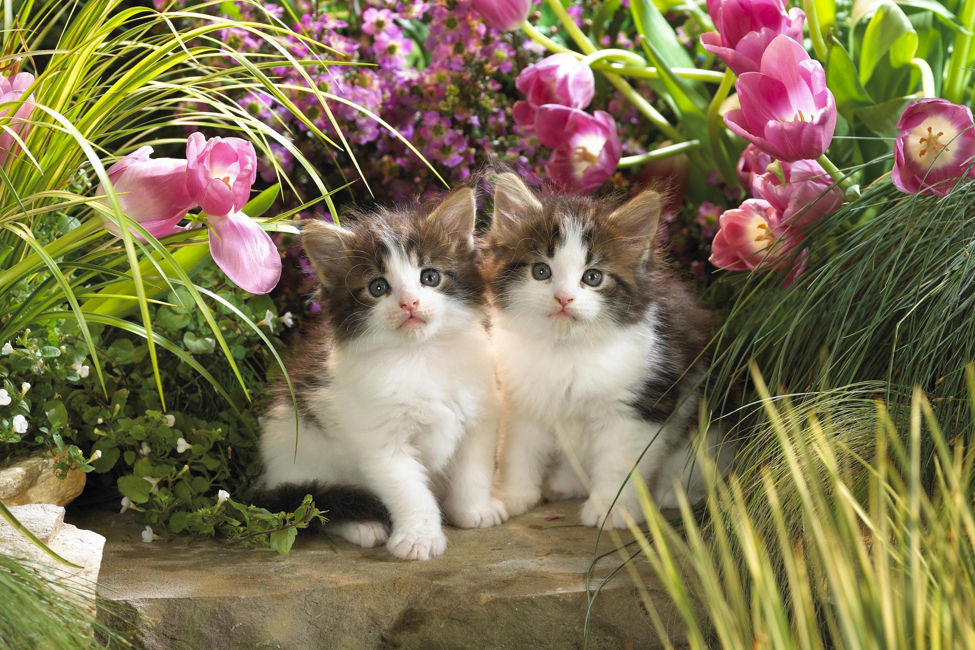 Cute Spring Cats Wallpapers - Top Free Cute Spring Cats Backgrounds ...