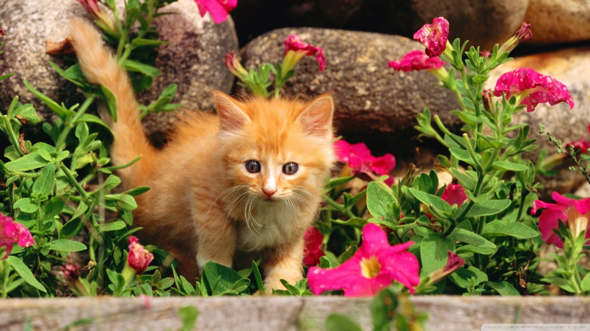 Cute Spring Cats Wallpapers - Top Free Cute Spring Cats Backgrounds ...