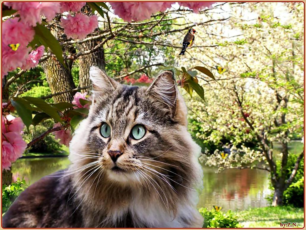 Cute Spring Cats Wallpapers - Top Free Cute Spring Cats Backgrounds ...