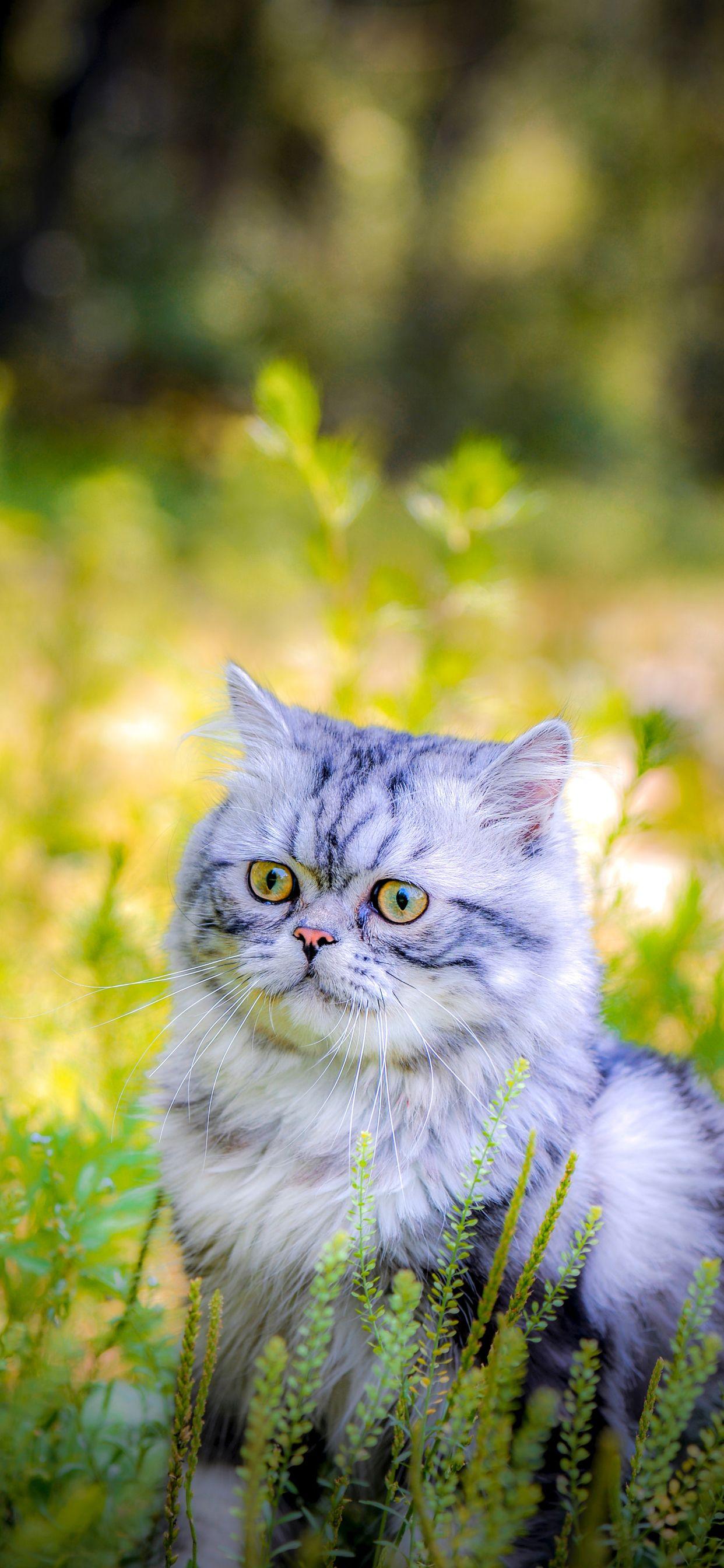 Cute Spring Cats Wallpapers - Top Free Cute Spring Cats Backgrounds ...