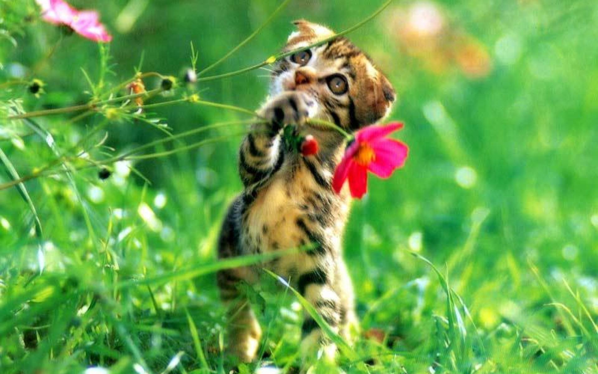 Cute Spring Cats Wallpapers - Top Free Cute Spring Cats Backgrounds ...