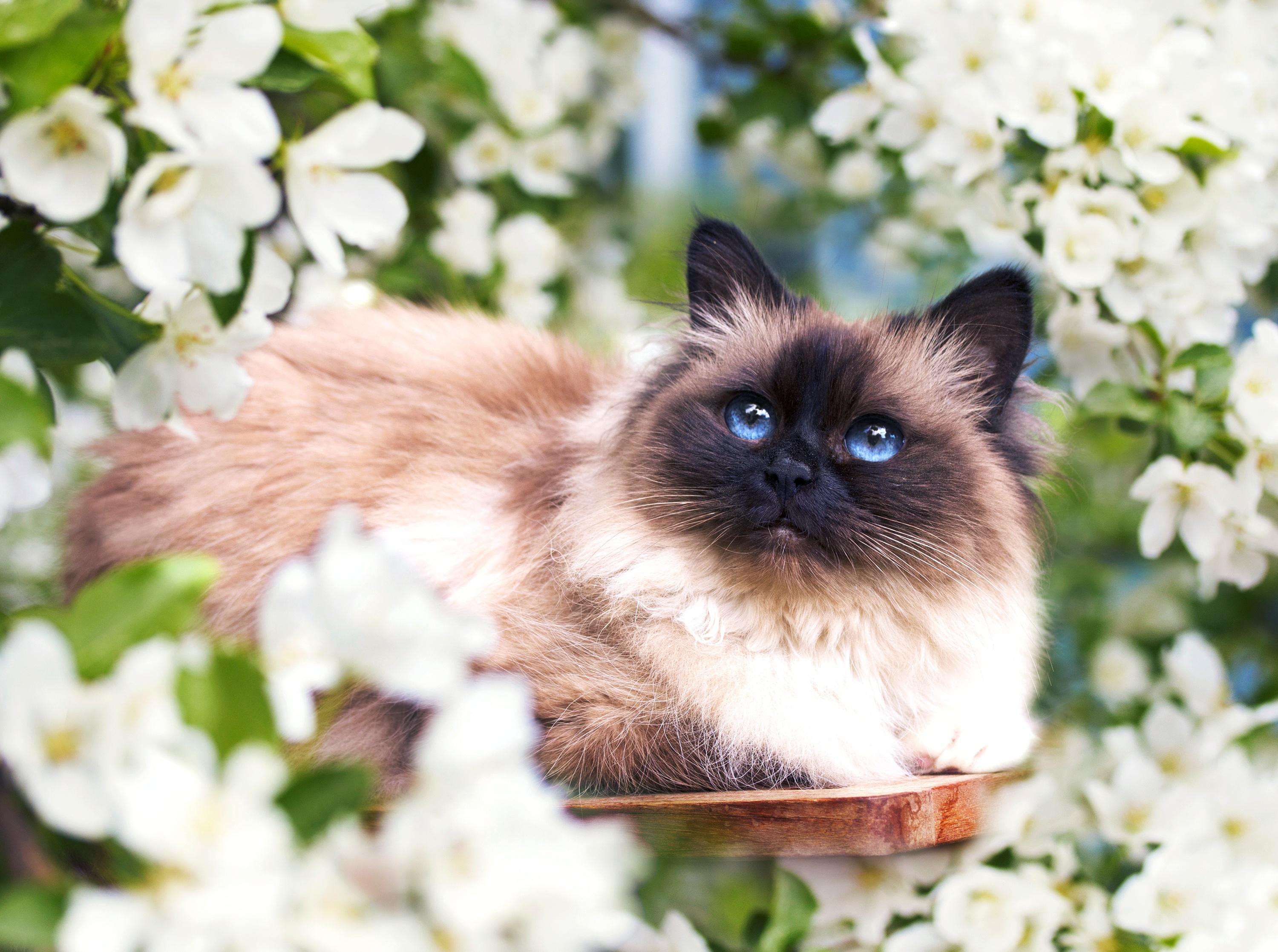 Cute Spring Cats Wallpapers - Top Free Cute Spring Cats Backgrounds ...