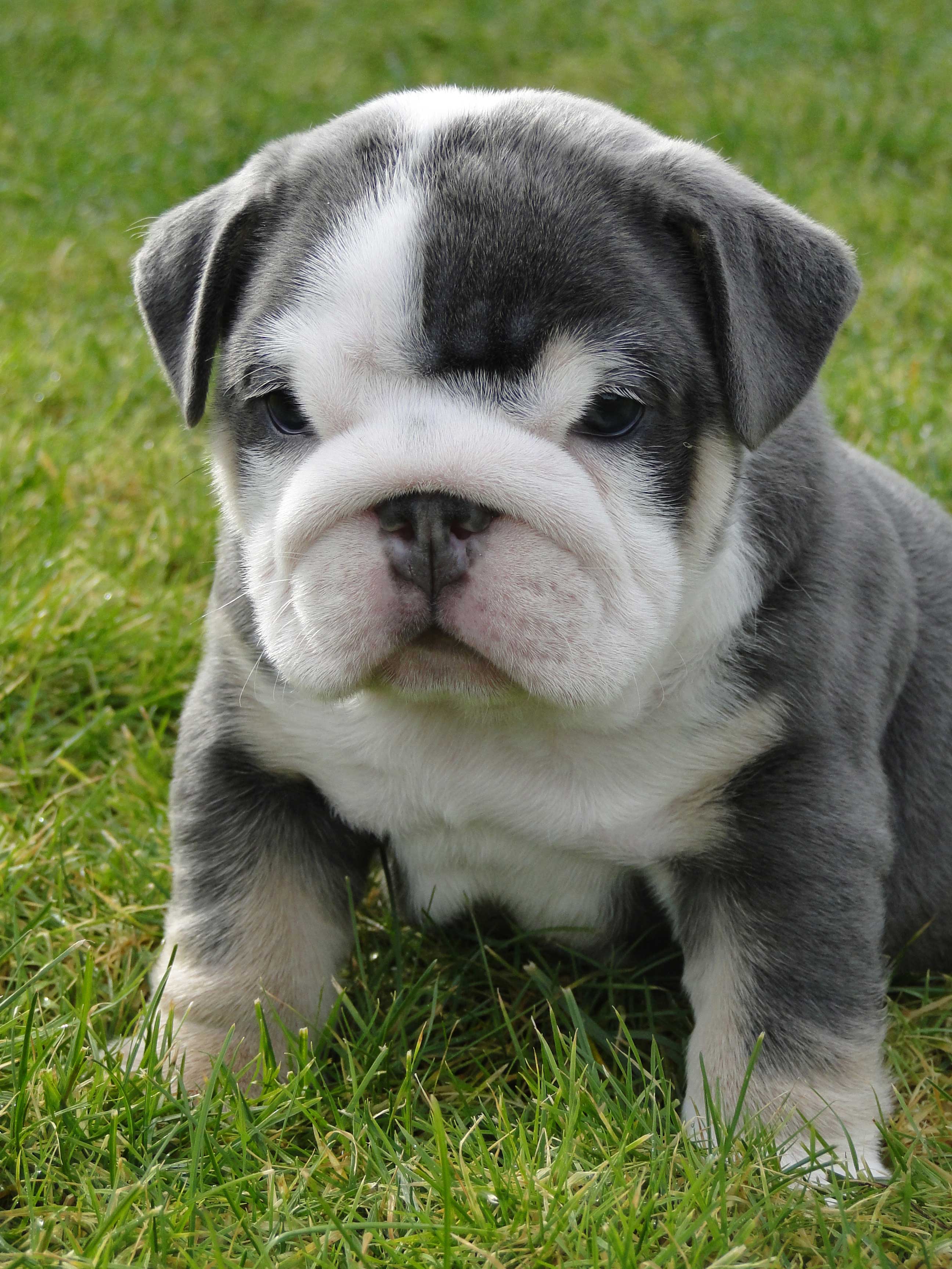 Cute English Bulldogs Wallpapers - Top Free Cute English Bulldogs ...