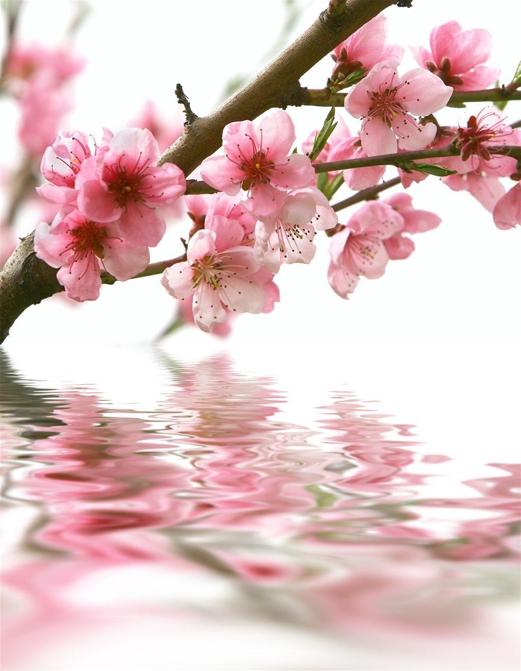 Zen Cherry Blossom Wallpapers - Top Free Zen Cherry Blossom Backgrounds ...