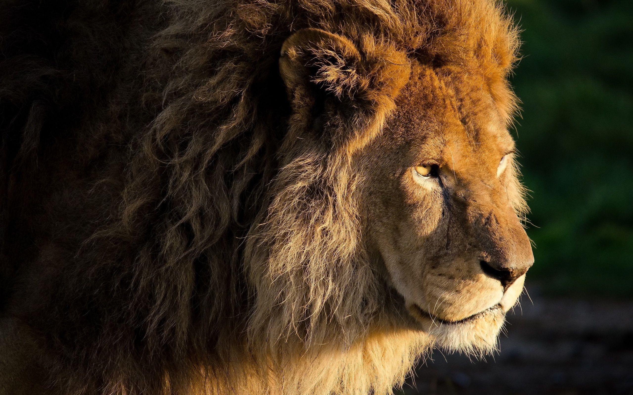 Big Lion Wallpapers - Top Free Big Lion Backgrounds - WallpaperAccess