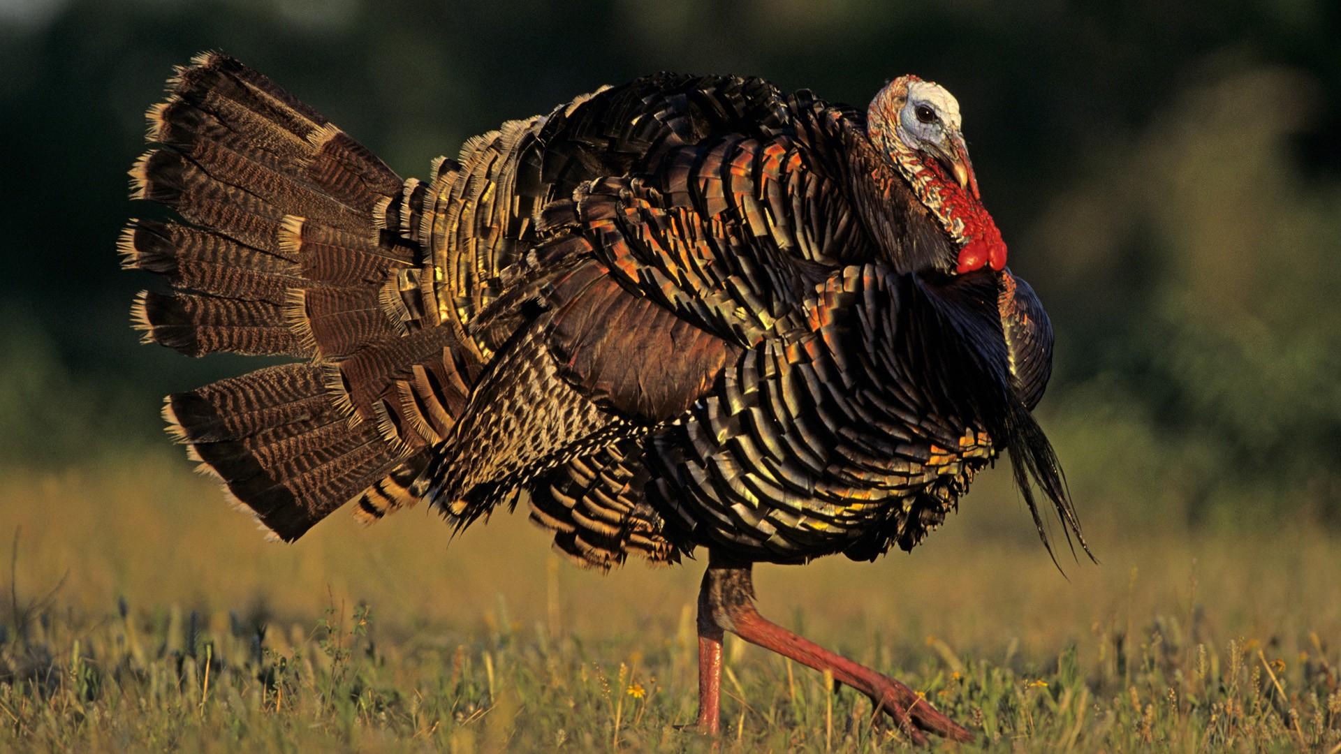 Big Turkey Wallpapers - Top Free Big Turkey Backgrounds - WallpaperAccess