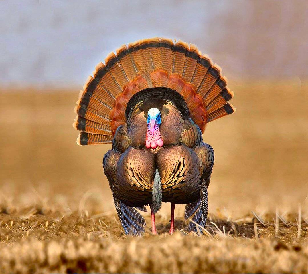 Big Turkey Wallpapers - Top Free Big Turkey Backgrounds - WallpaperAccess